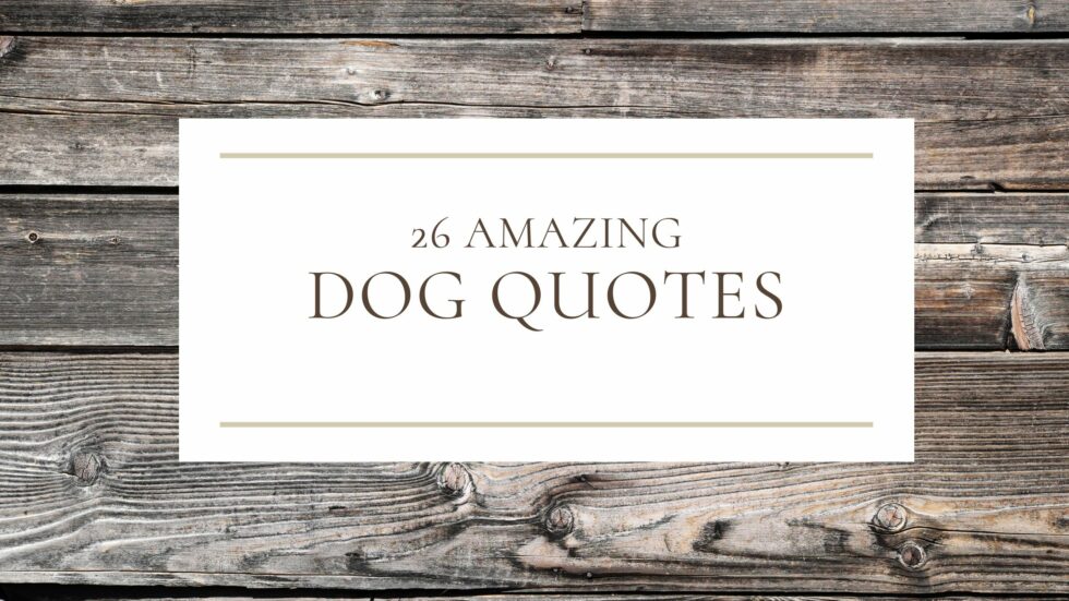 26 Amazing Dog Quotes - Ride the Sky Equine Photography